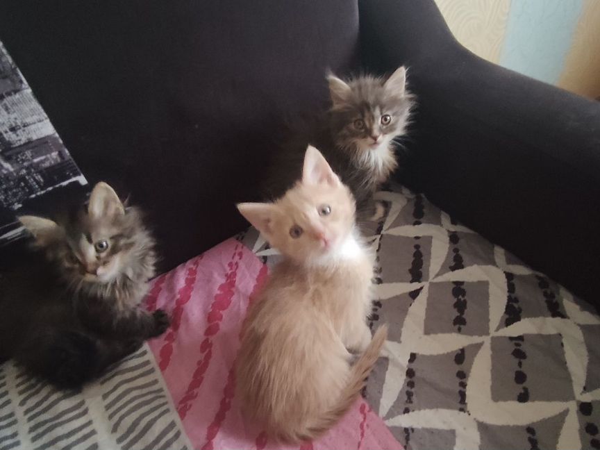 Отдам трёх котят бесплатно, самовывоз