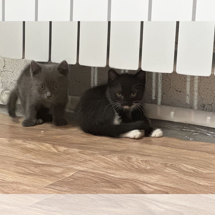 Британский длинношёрстный котёнок