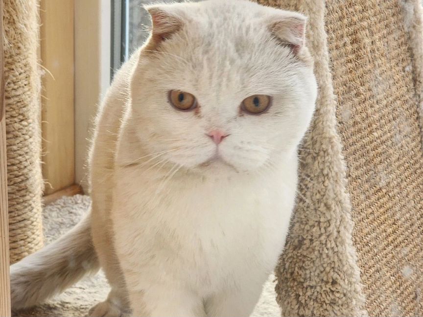 Кот Кокос в поисках любящей семьи