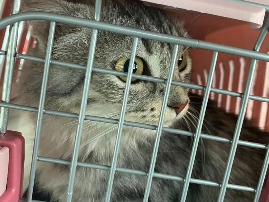 Породистую кошечку выкинули хозяева