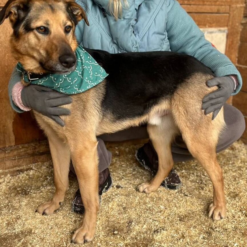 Взрослый пёс в добрые руки