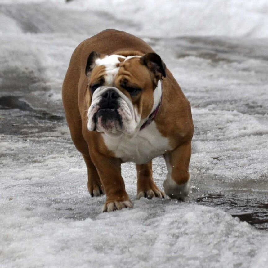 Красавица булька