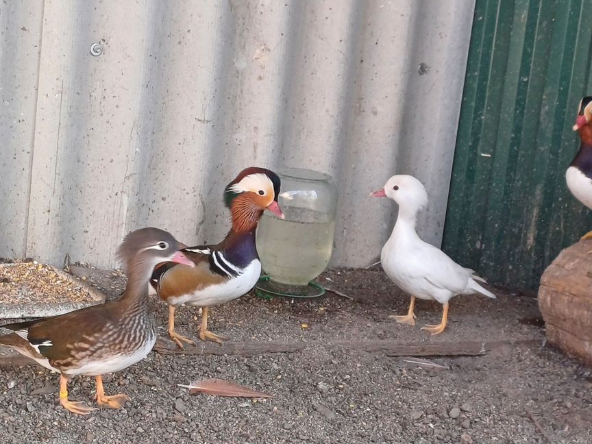 Декоративные утки