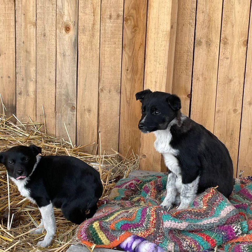 Щенок в добрые руки