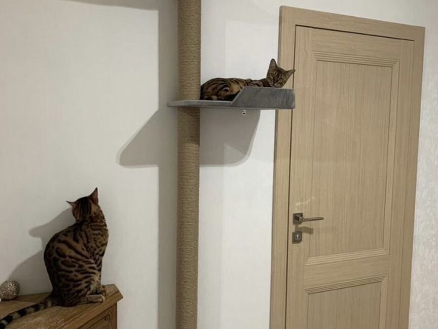 Когтеточки от пола до потолка