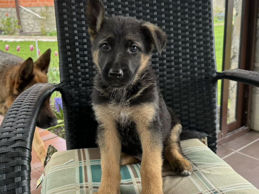 Немецкая овчарка