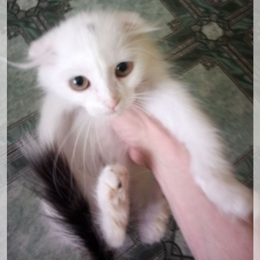 Котёнок в добрые руки