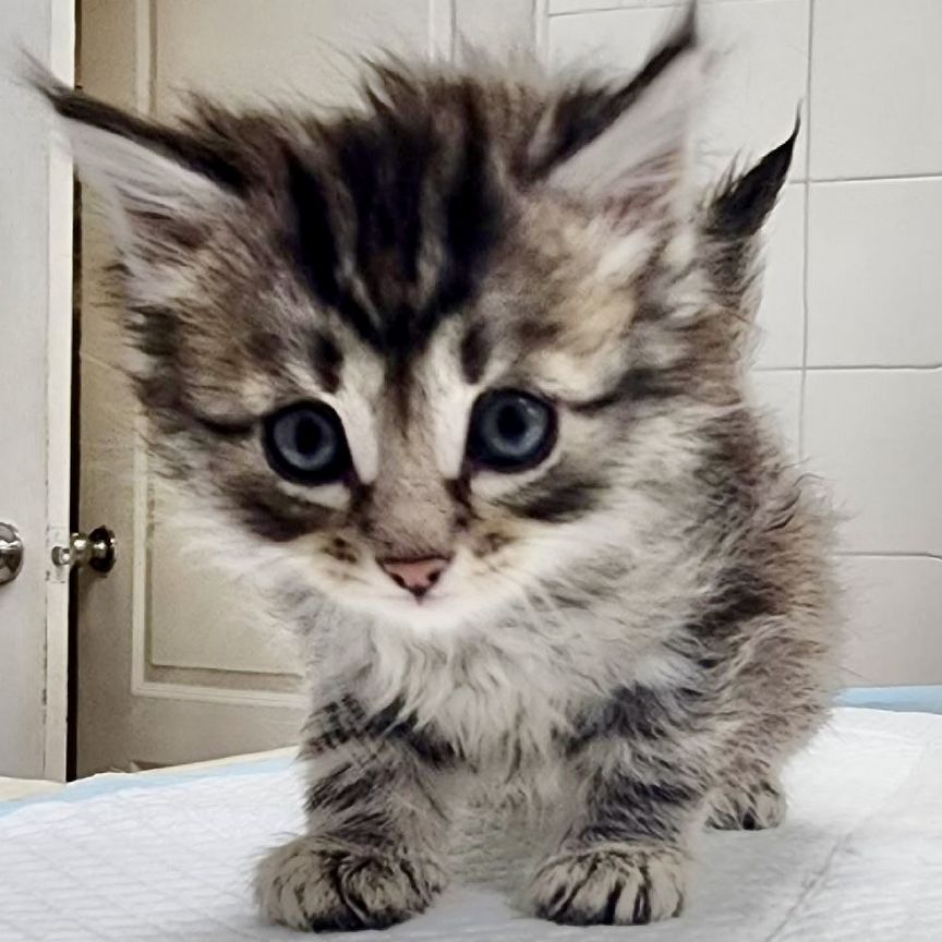 Сибирский котёнок