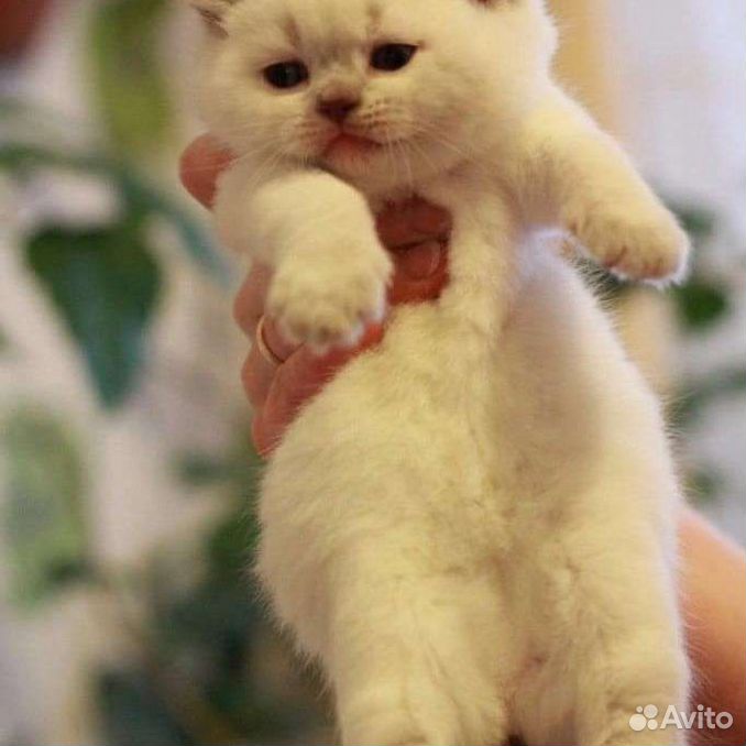 Кошечки прямоушки