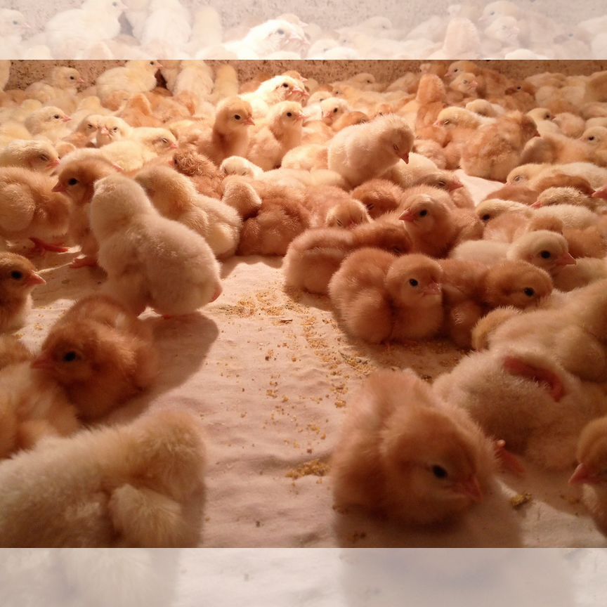 Цыплята несушки