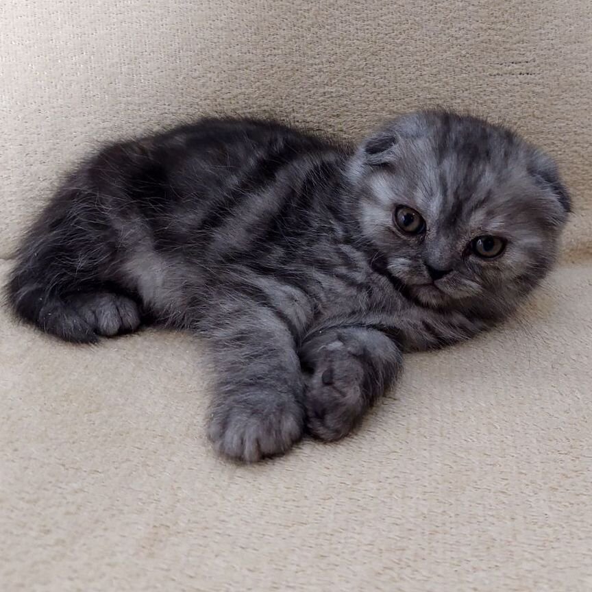 Шотландский вислоухий короткошёрстный котёнок