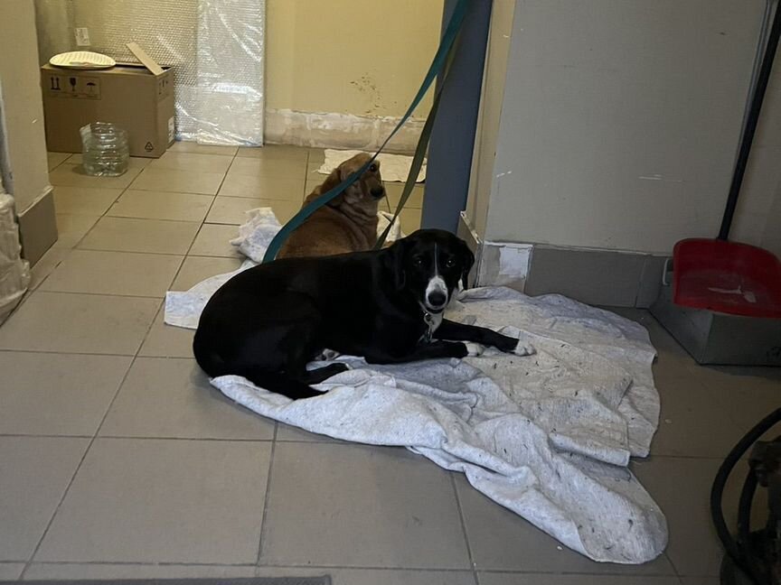 Ищем дом для собачки