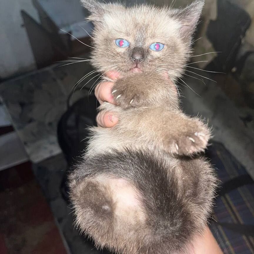 Котенок ищет дом