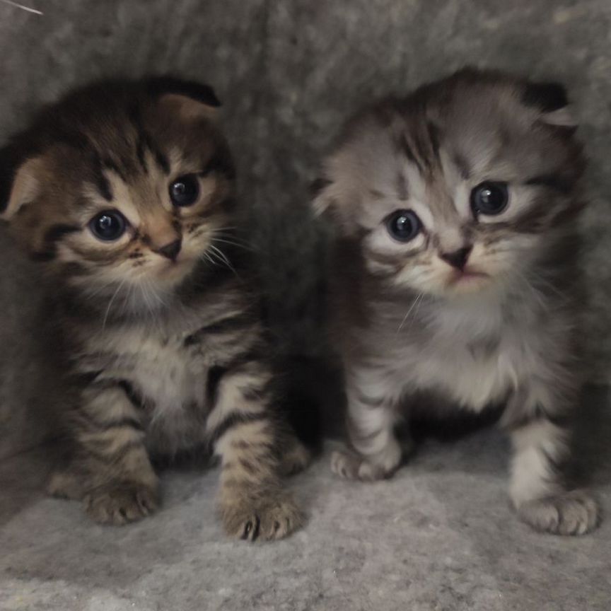 Шотландская вислоухая