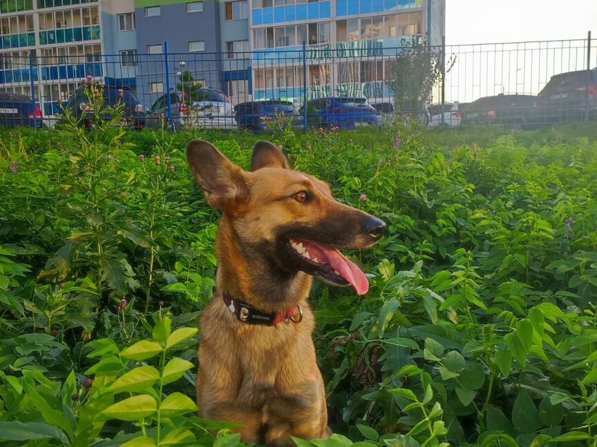 Собака есть в крови немецкая овчарка