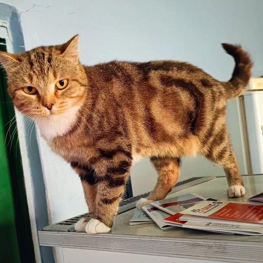 Кошечка золотой британский