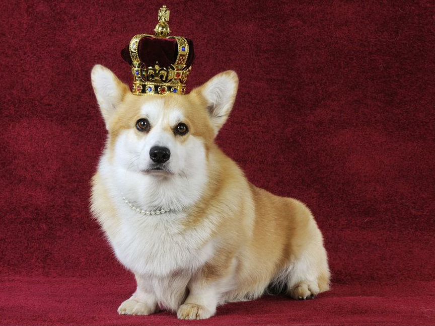 Щенки Вельш-корги пемброк