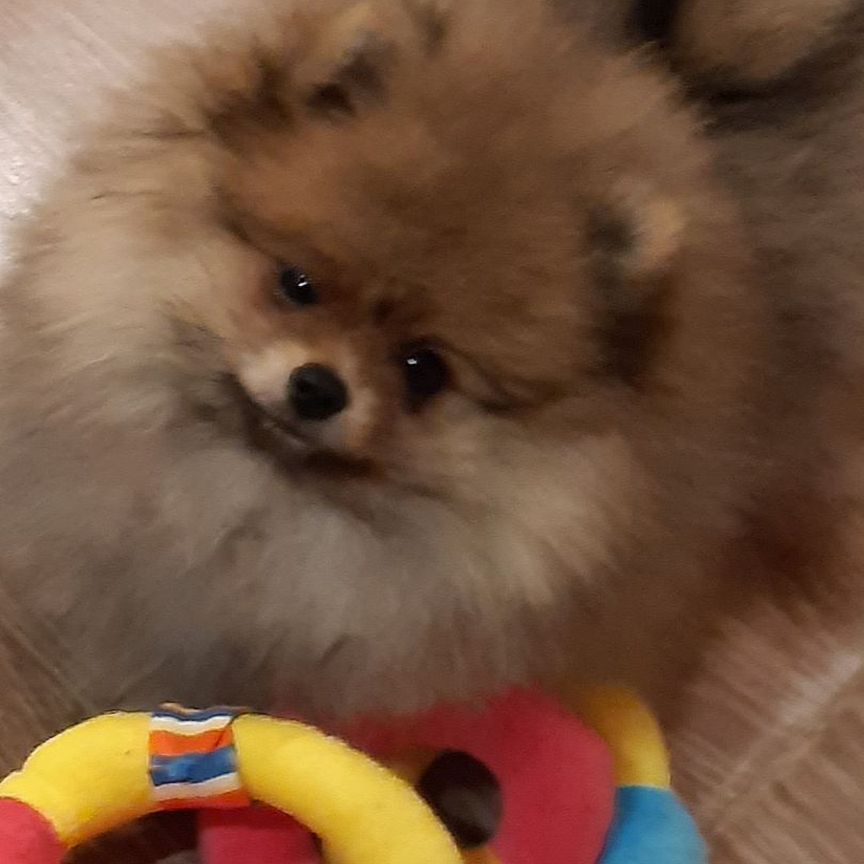 Померанский шпиц, щенок