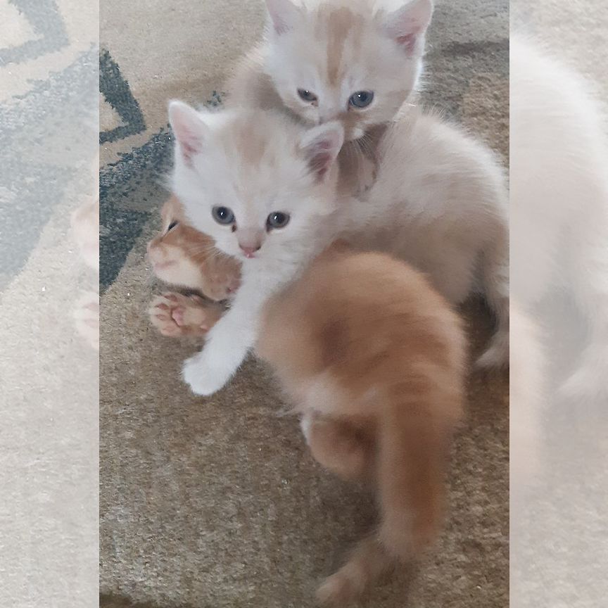 Британский короткошёрстный котёнок