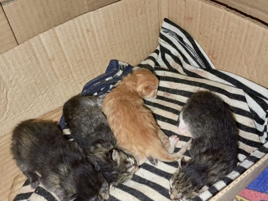 Котята в добрые руки