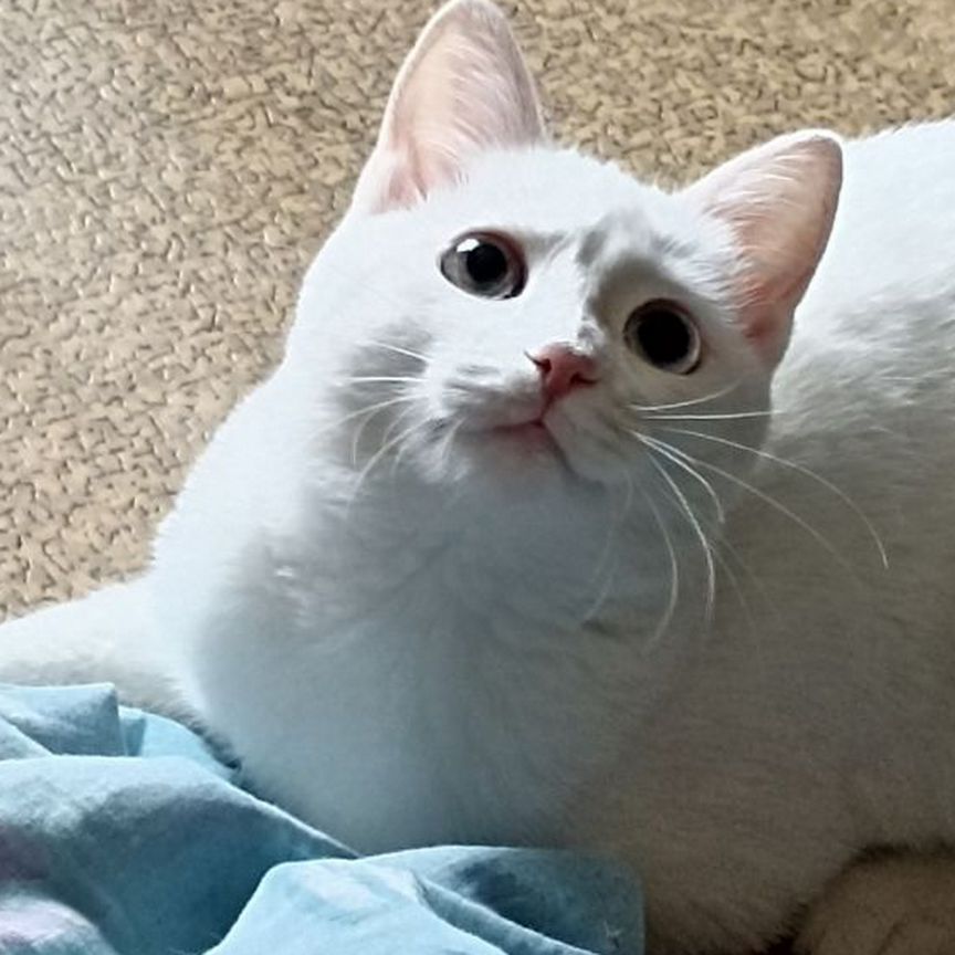 Котëнок девочка 5-6 месяцев