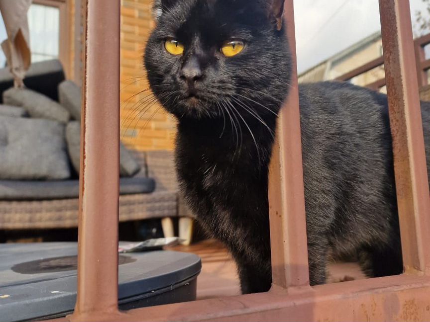 Кот потеряшка