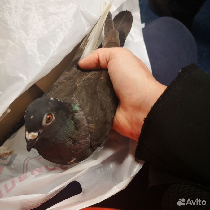 Гибрид типплер и спорт голубка