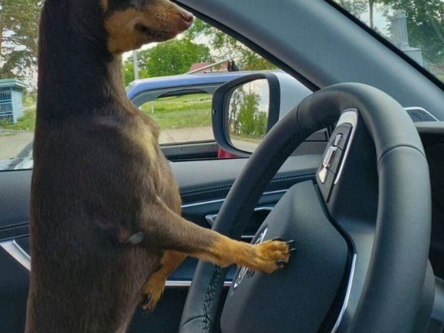 Кобель на случку