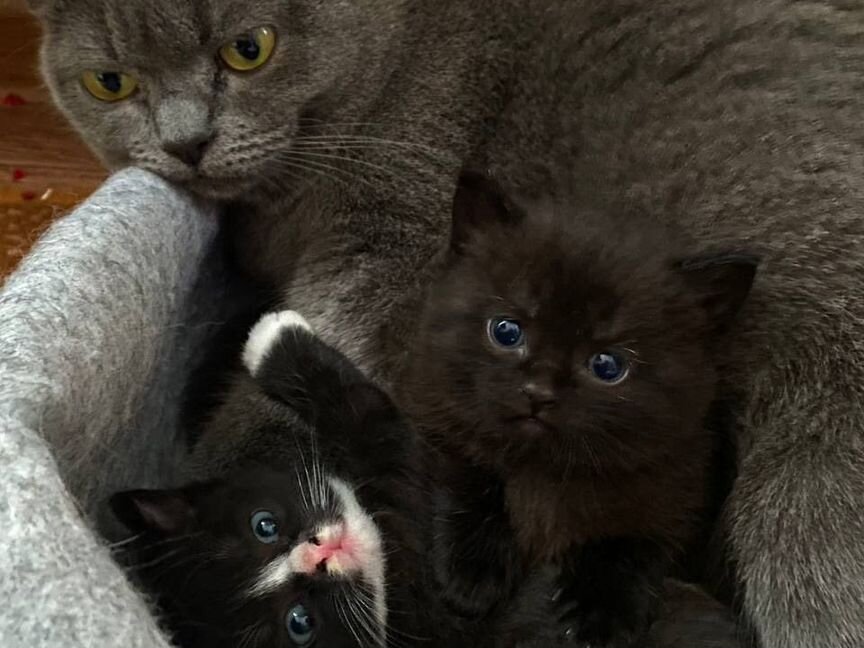 Котята от британской кошки