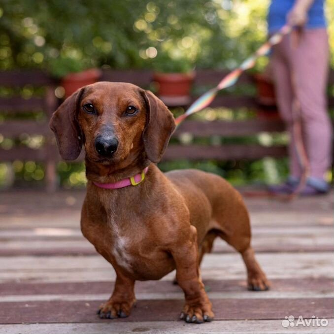 Дик в добрый руки