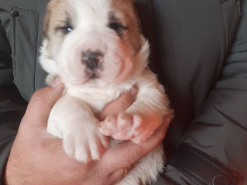 Продажа щенков алабая