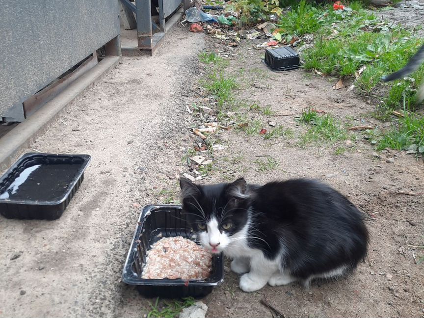 Котёнок в добрые руки