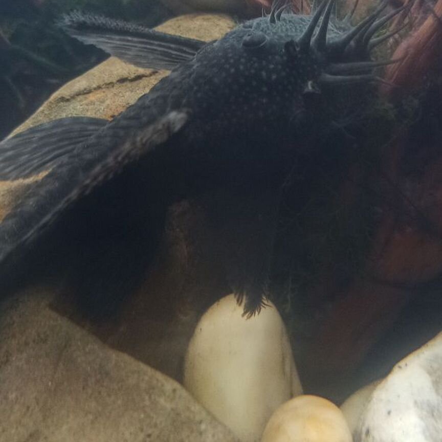 Анциструс обыкновенный /Пара/ Самец / Самка