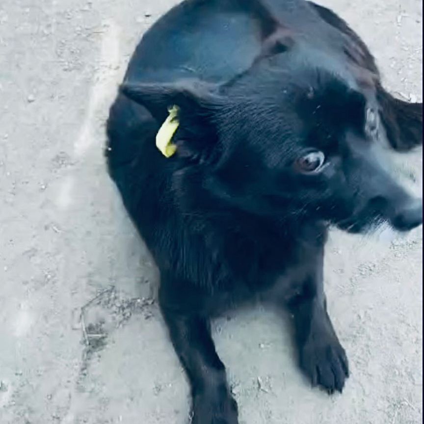 Собачка малипуська ласкуша