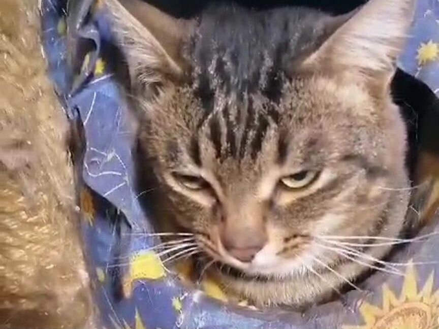 Продали дом, кота выставили на улицу