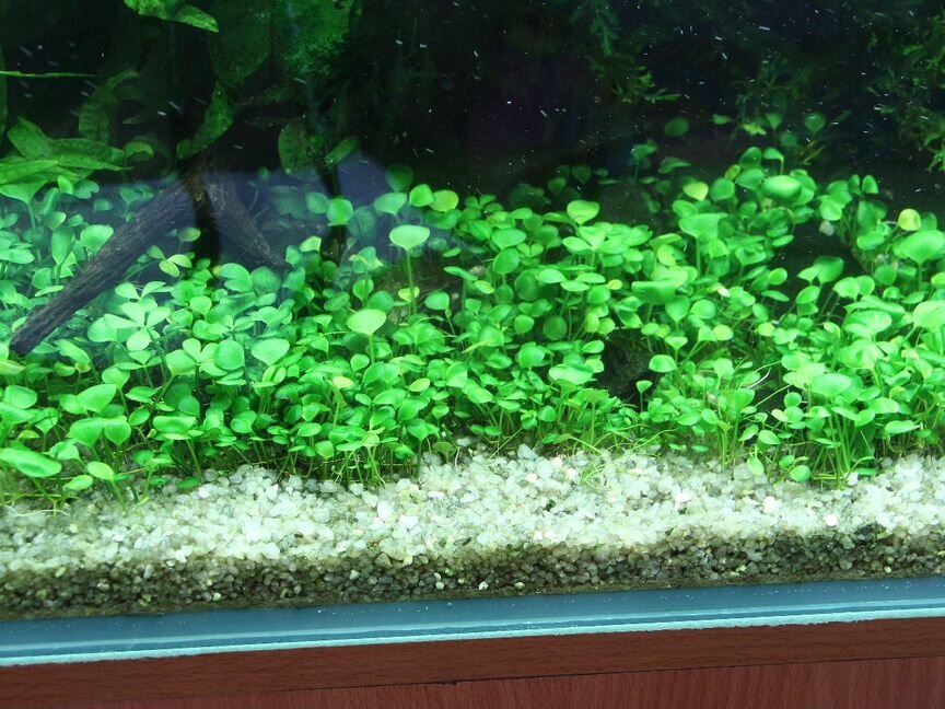 Папоротник Марсилия крената (Marsilea crenata )