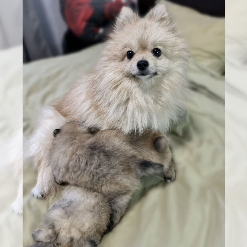 Померанский шпиц, щенок