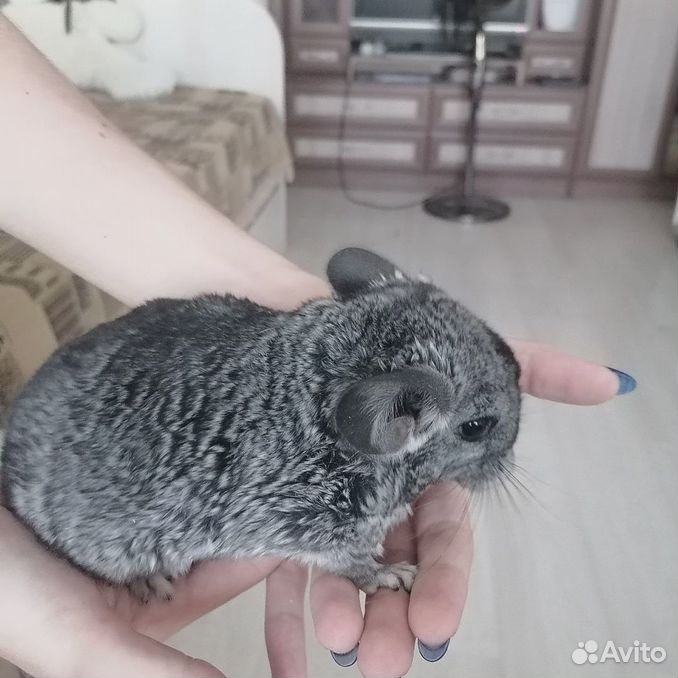 Продам шиншилленка