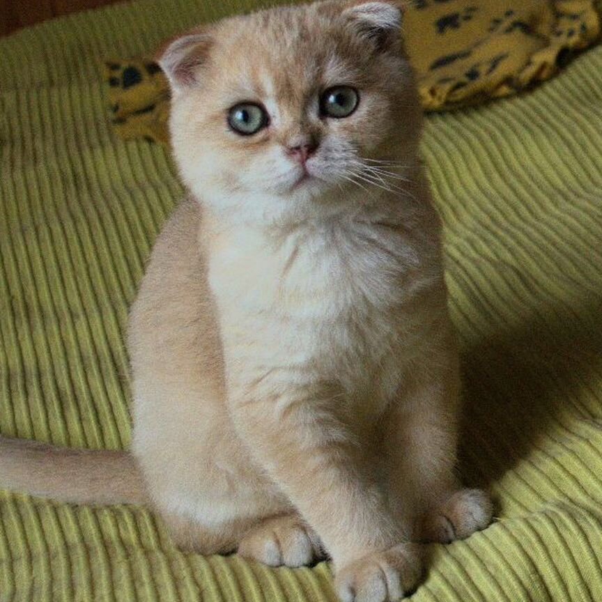 Шотландские золотые шиншиллы котята