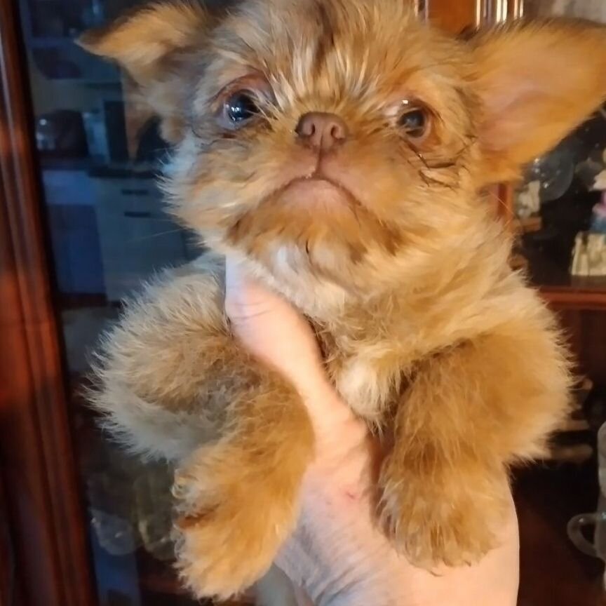 Очаровашка