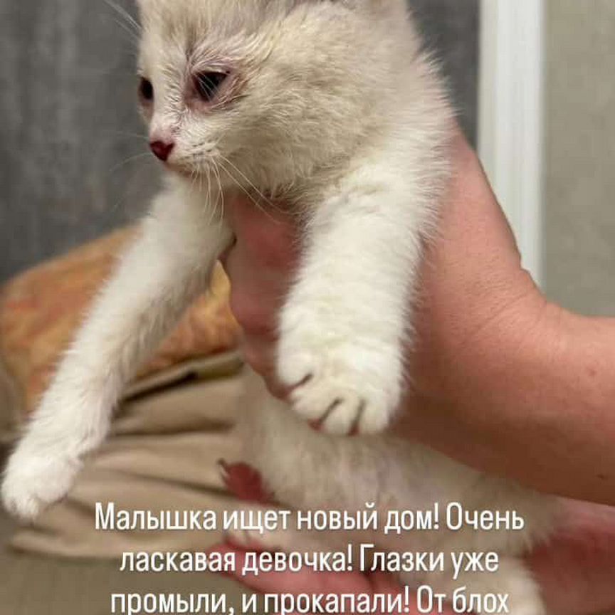 Нашли котёнка девочка. Ищет новый дом