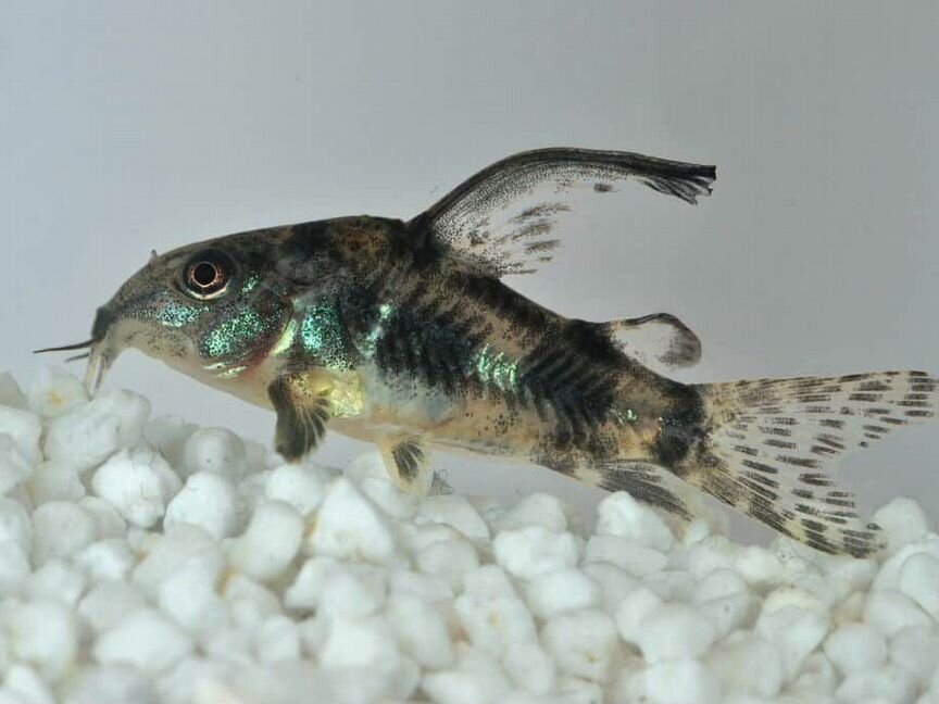 Сомики коридорасы стая 5 шт