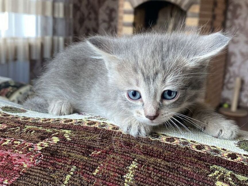 Котята в добрые руки бесплатно