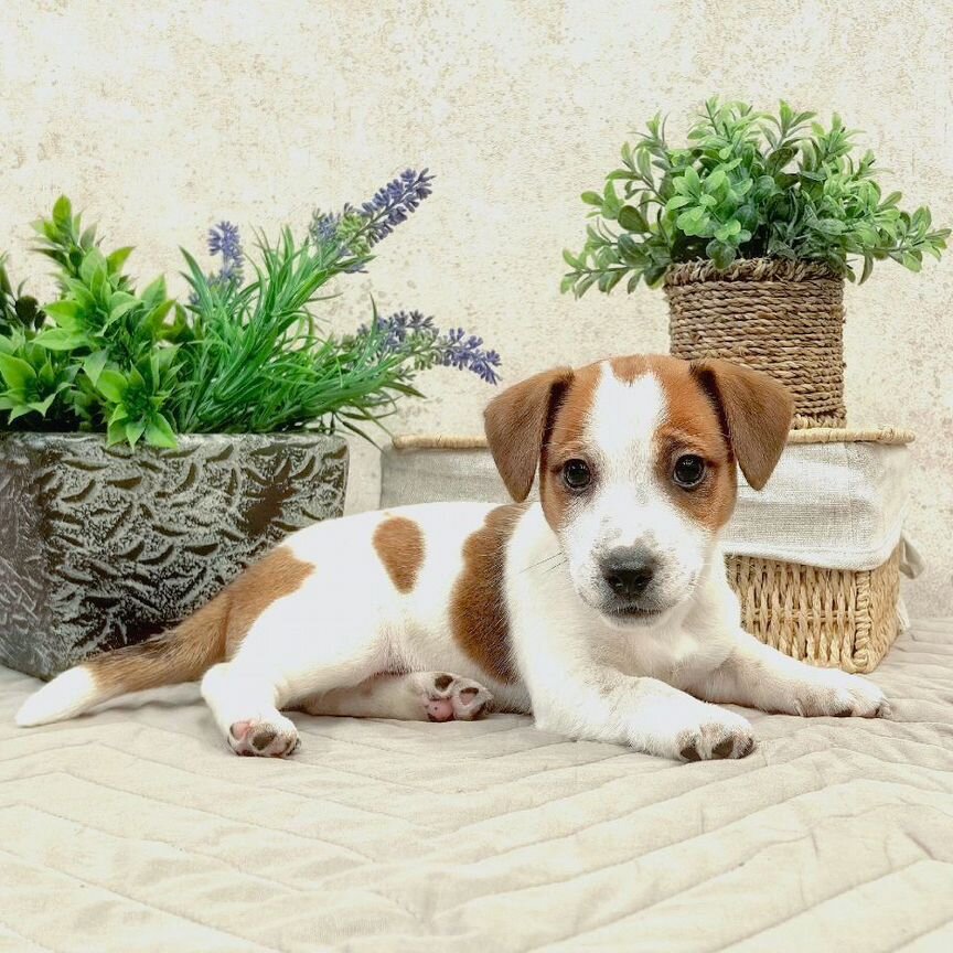 Щенки Джек Рассел терьер