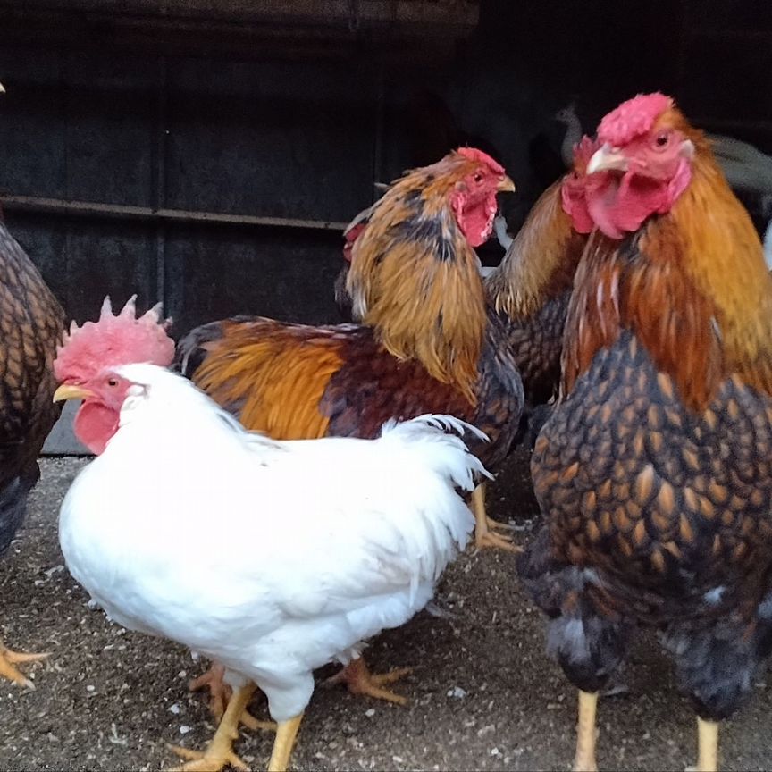 Молодые петухи