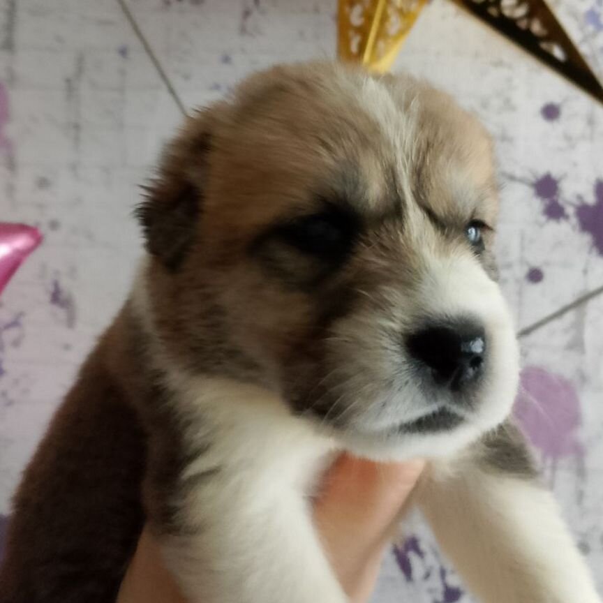 Среднеазиатская овчарка, щенок