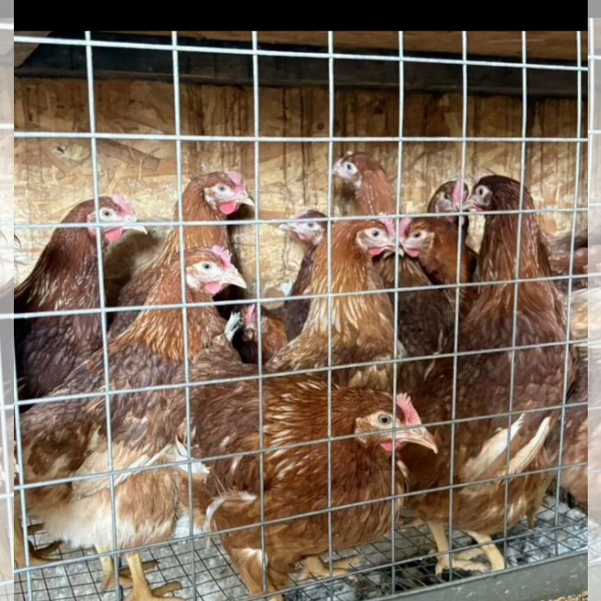 Куры молодки несушки