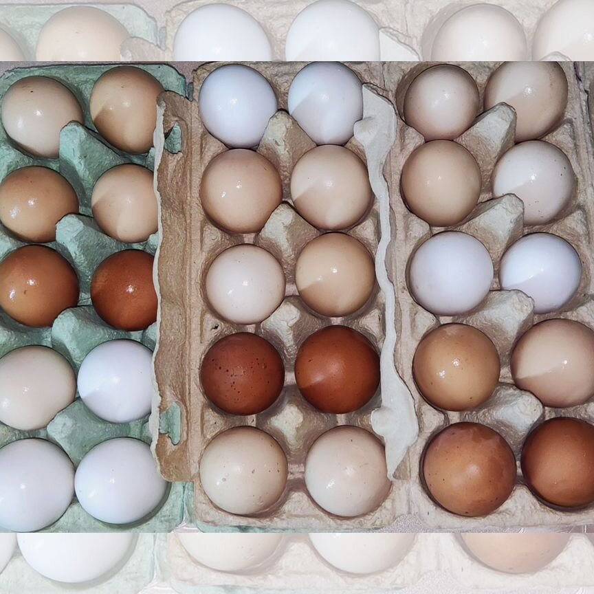 Домашние куриные яйца перепелиные инкубационные