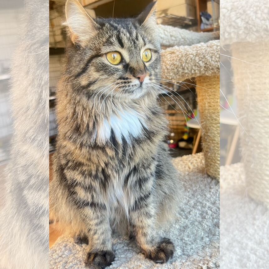 Кошке нужен добрый дом