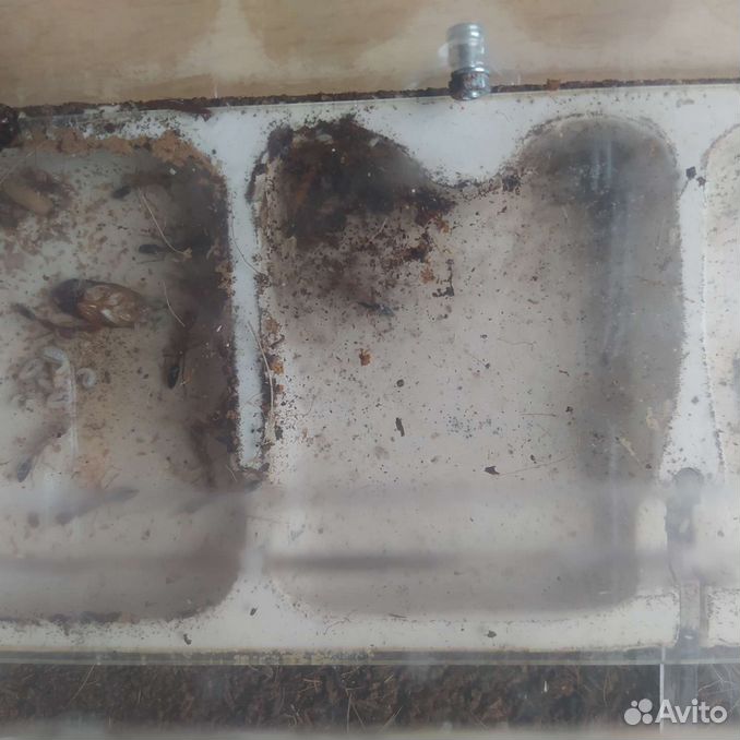 Harpegnathos saltator (салтаторы)